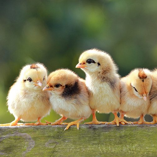 Bonnie, Clyde y 7 pollos más: escape milagroso en autopista