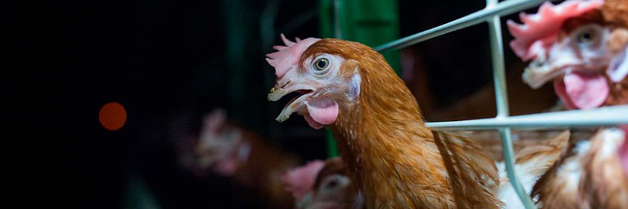 Huevo libre de jaula vs. sistemas en jaula, ¿cómo identificarlos ...