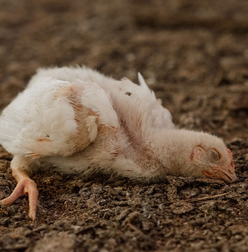 Crueldad en la industria del pollo mexicana al descubierto