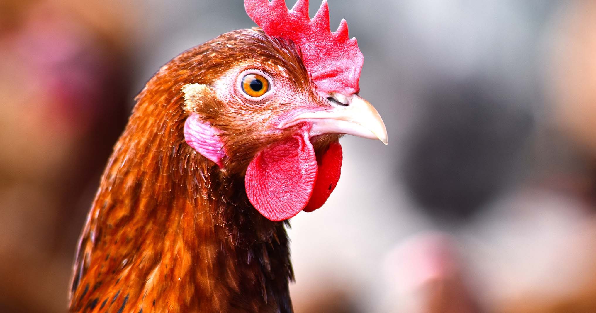 Huevo Libre de Jaula | Igualdad Animal México