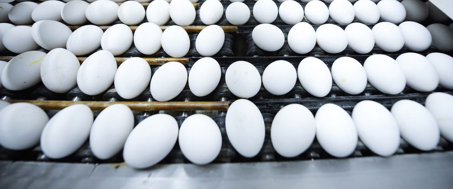 Producción de huevo libre de jaula crece 100% en Latinoamérica