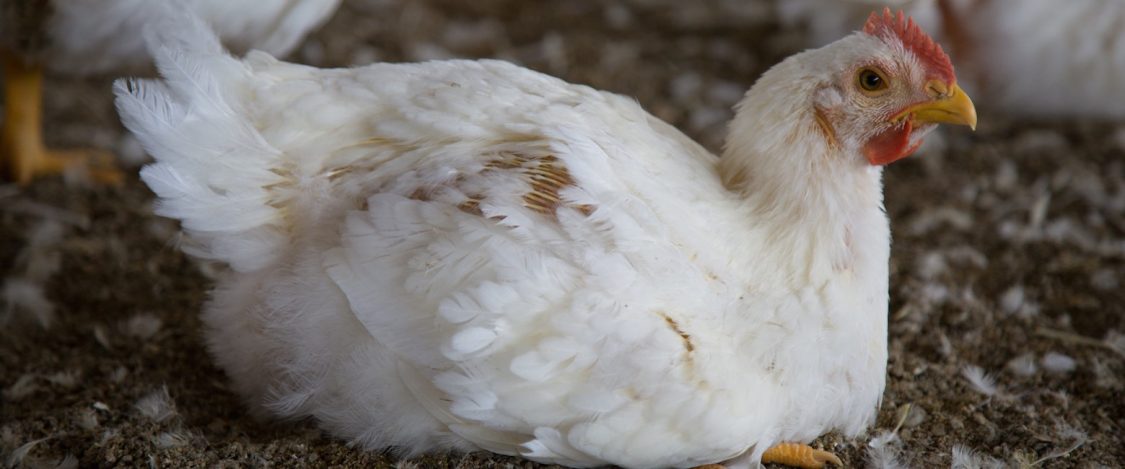 Ayuda a millones de animales dejando el pollo