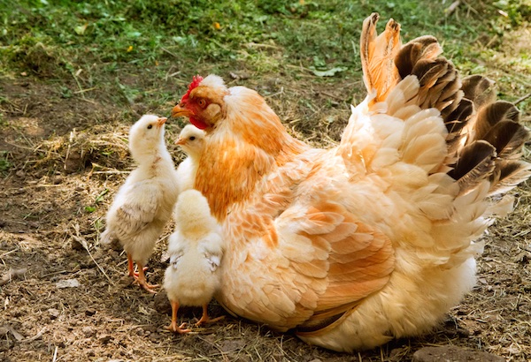 ¿Pollo o gato? ¡Adivina quién es quién! | Igualdad Animal México