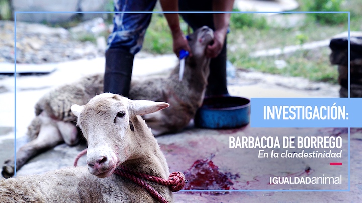 Barbacoa de Borrego | Igualdad Animal México