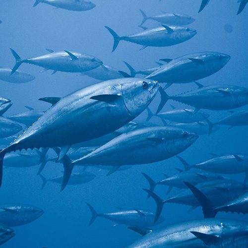 Crean carne de atún real sin matar peces | Igualdad Animal México