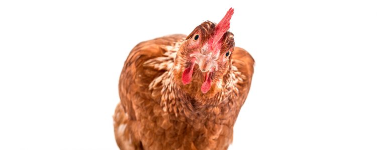 Huevo Libre de Jaula | Igualdad Animal México