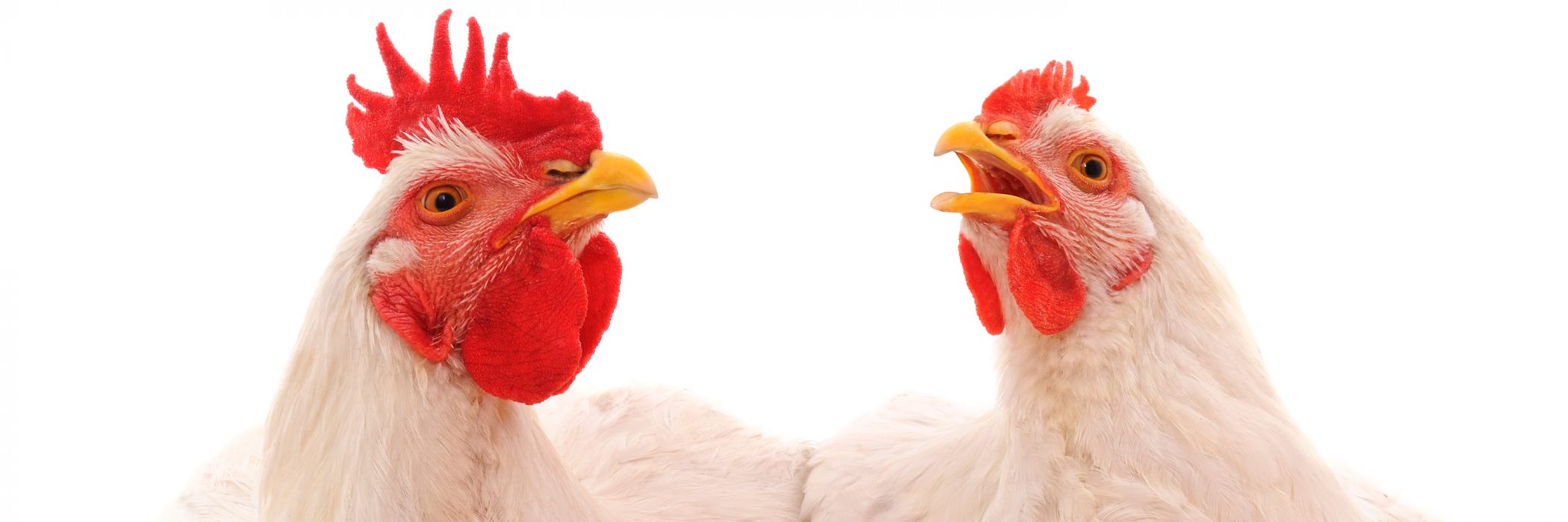 Pollos y humanos: ¡Sorprendente similitud cerebral!