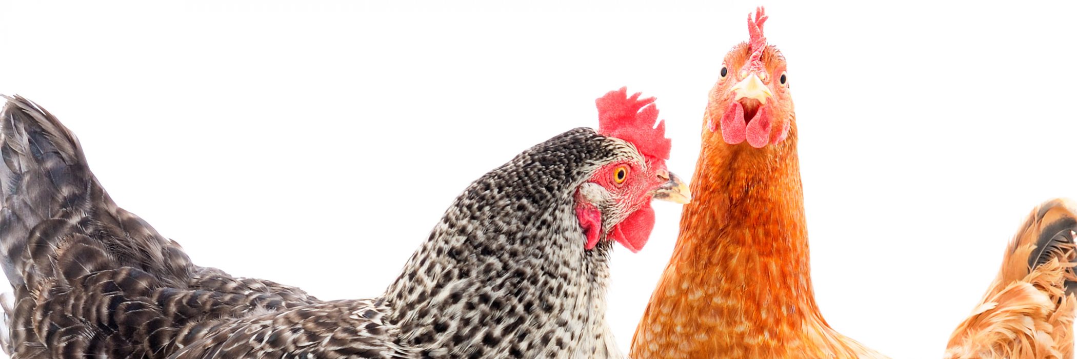 Política de huevo libre de jaula: Sumar valor en tiempos de pandemia ...