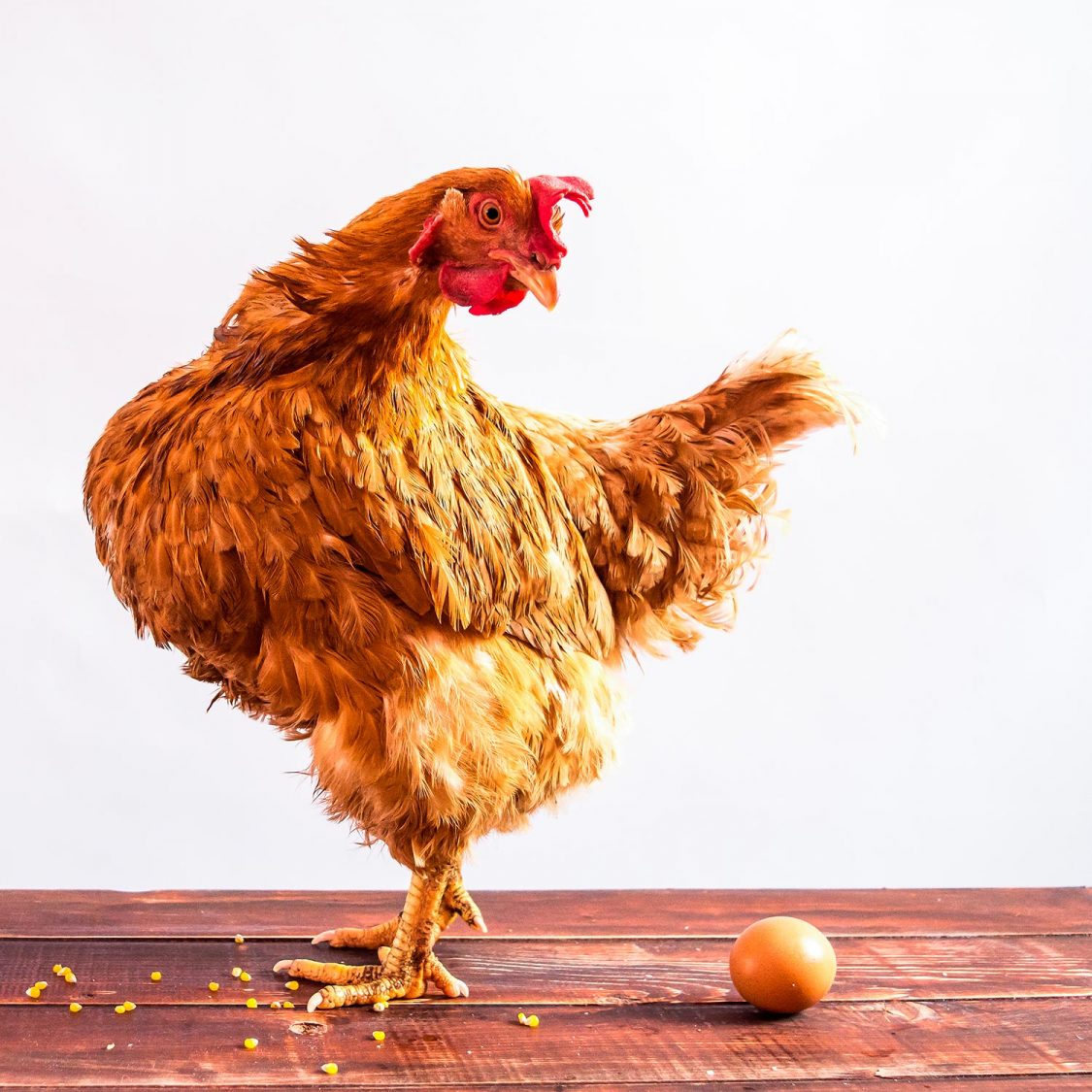 Con jaula o libre de jaula ¿es importante la diferencia? | Igualdad ...