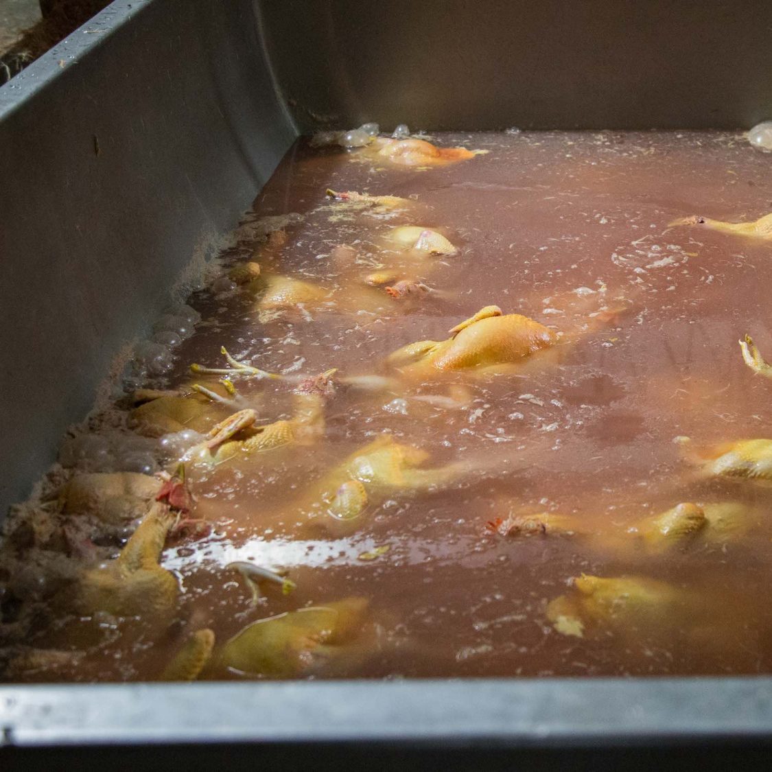 Pollo al cloro, la peligrosa receta estadounidense | Igualdad Animal México