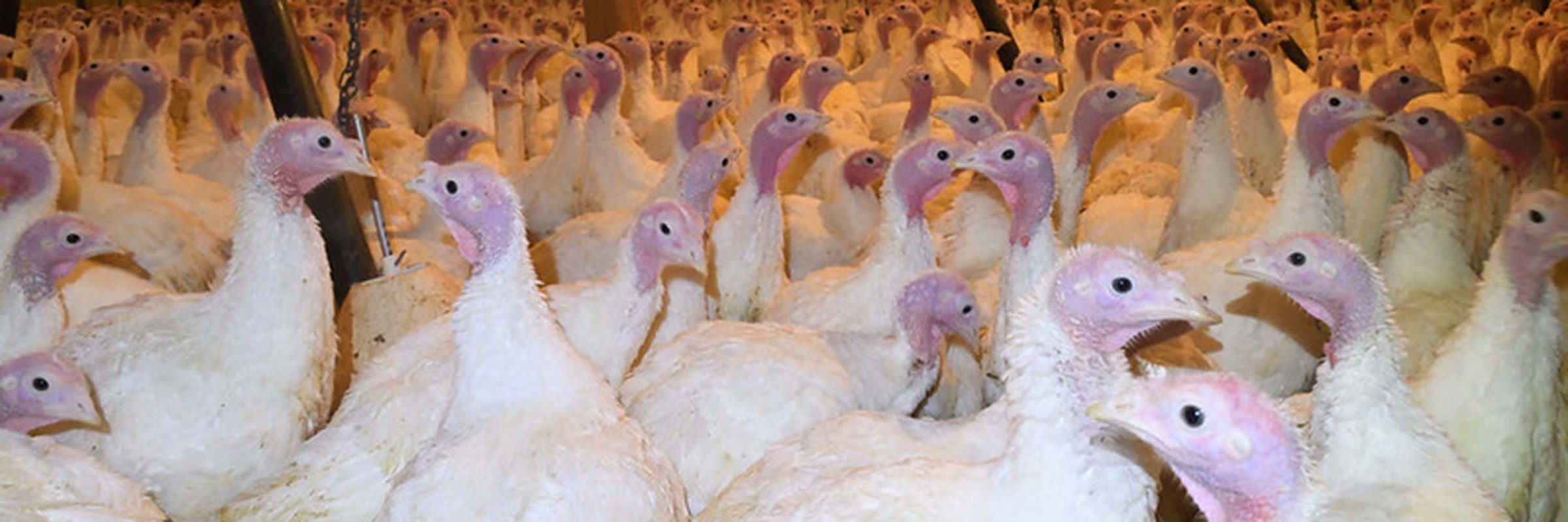 Canibalismo y sufrimiento en granja premiada del Reino Unido