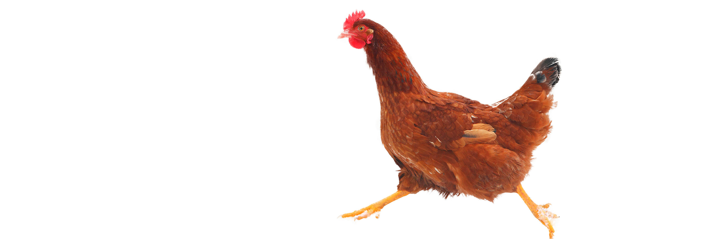 ¿Cómo puedo unirme a la tendencia de huevo de gallina libre de jaula ...