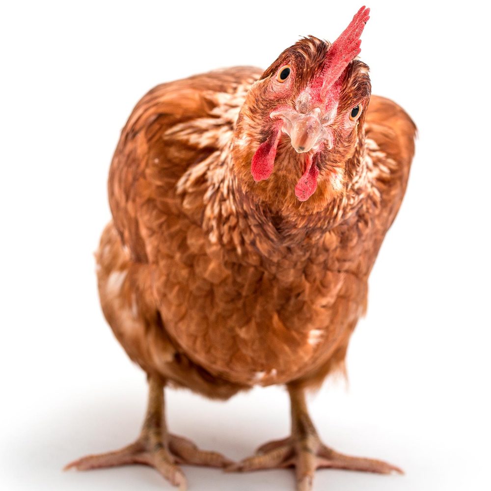 Huevo libre de jaula vs. sistemas en jaula, ¿cómo identificarlos ...