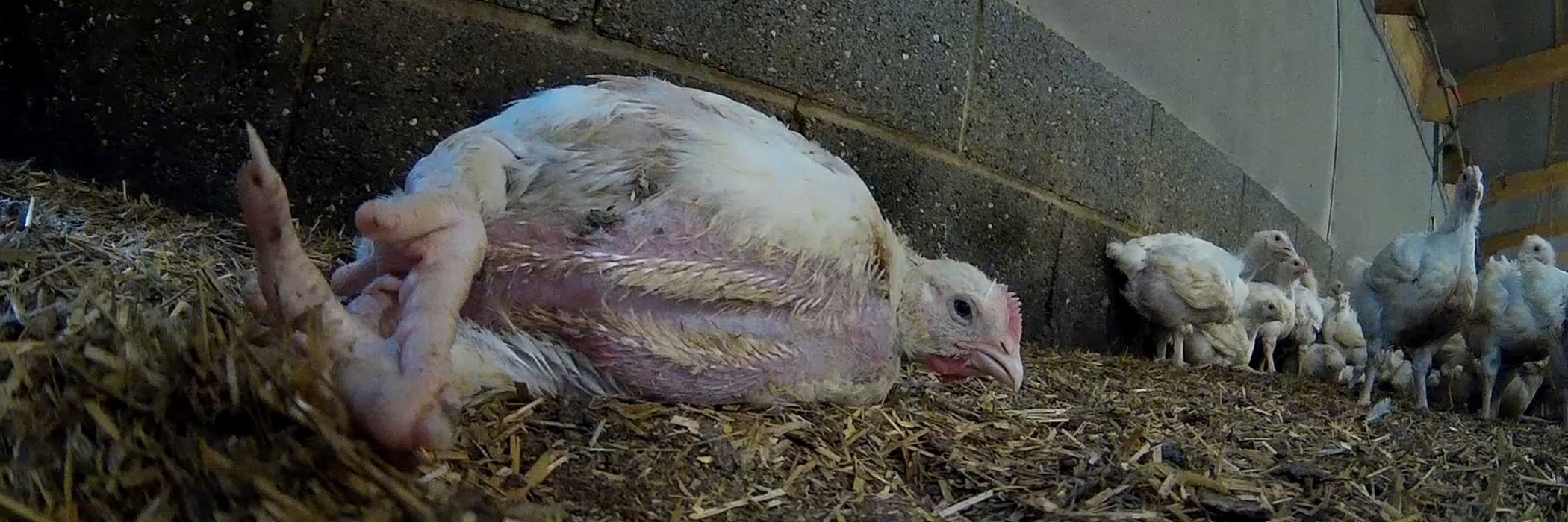 Crisis mundial: Los pollos llevan la de perder | Igualdad Animal México