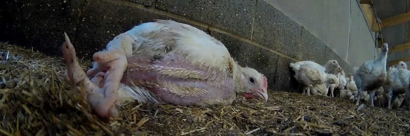 Crisis mundial: Los pollos llevan la de perder | Igualdad Animal México