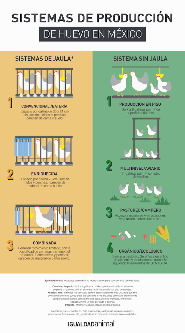 Huevo libre de jaula vs. sistemas en jaula, ¿cómo identificarlos ...