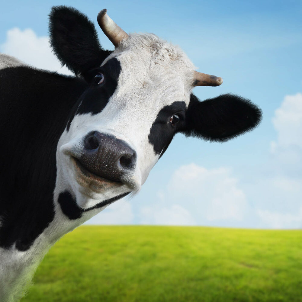 Las vacas son felices cuando les hablan | Igualdad Animal México