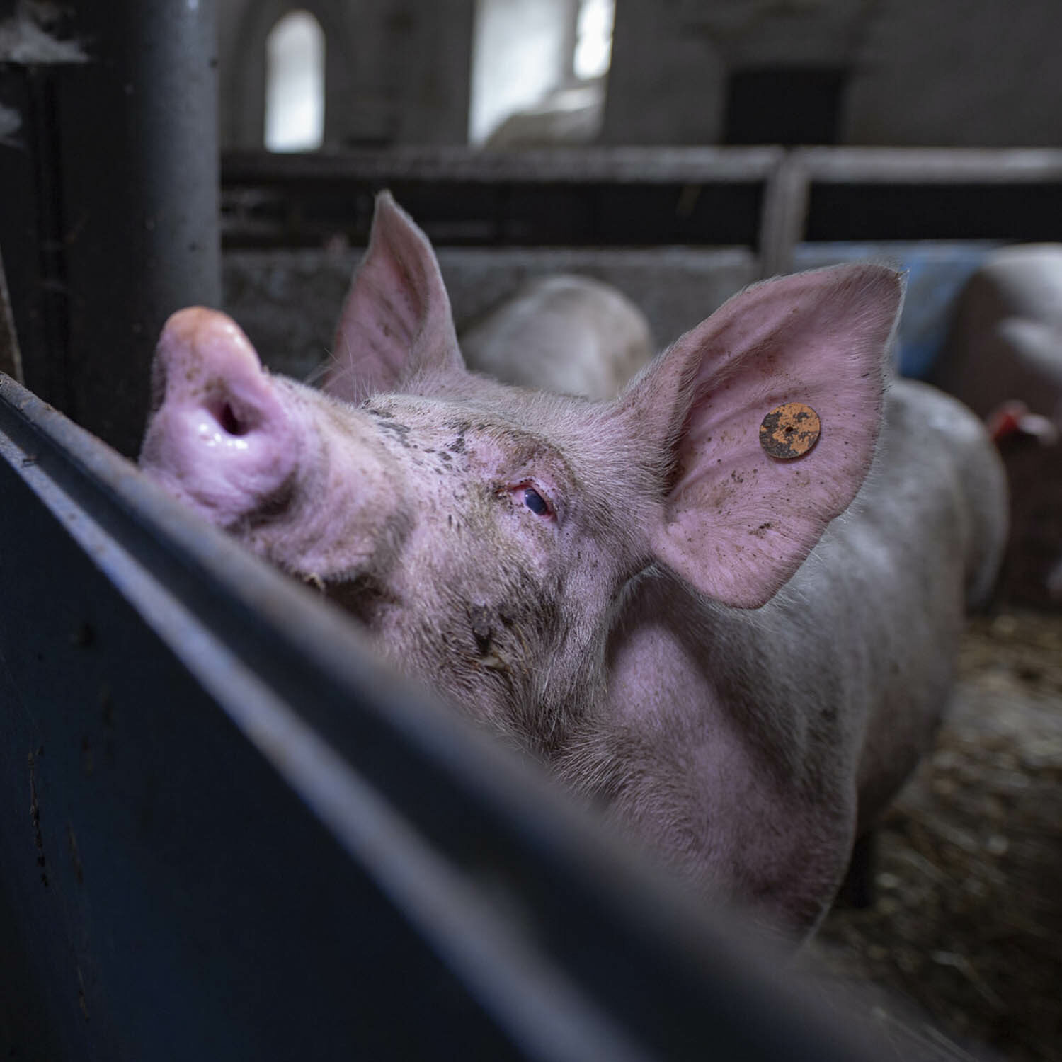 5 motivos para amar a los cerdos | Igualdad Animal México