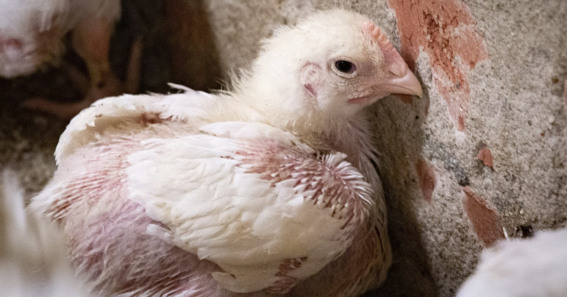 Pollos estrangulados y pateados en granjas alemanas
