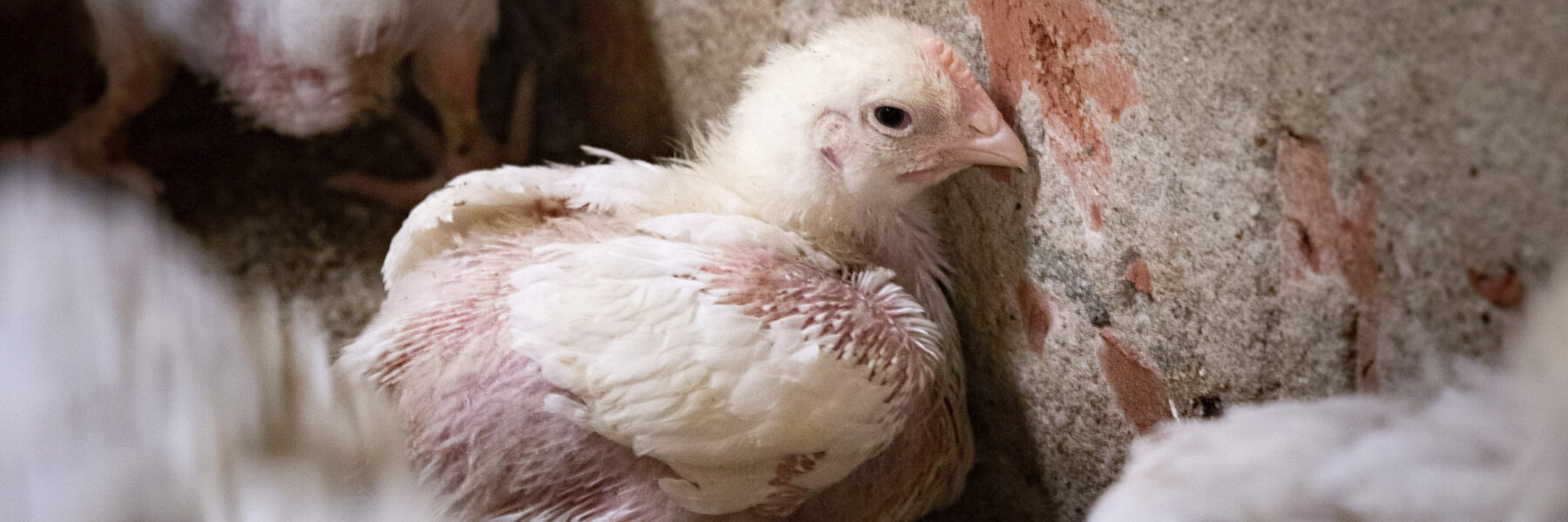Pollos estrangulados y pateados en granjas alemanas