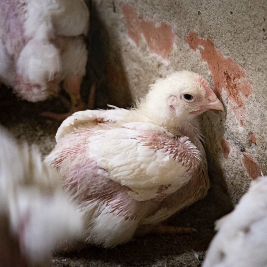 Pollos estrangulados y pateados en granjas alemanas