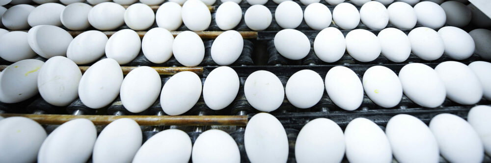 3 puntos que suman a la reputación de una empresa con política de huevo ...