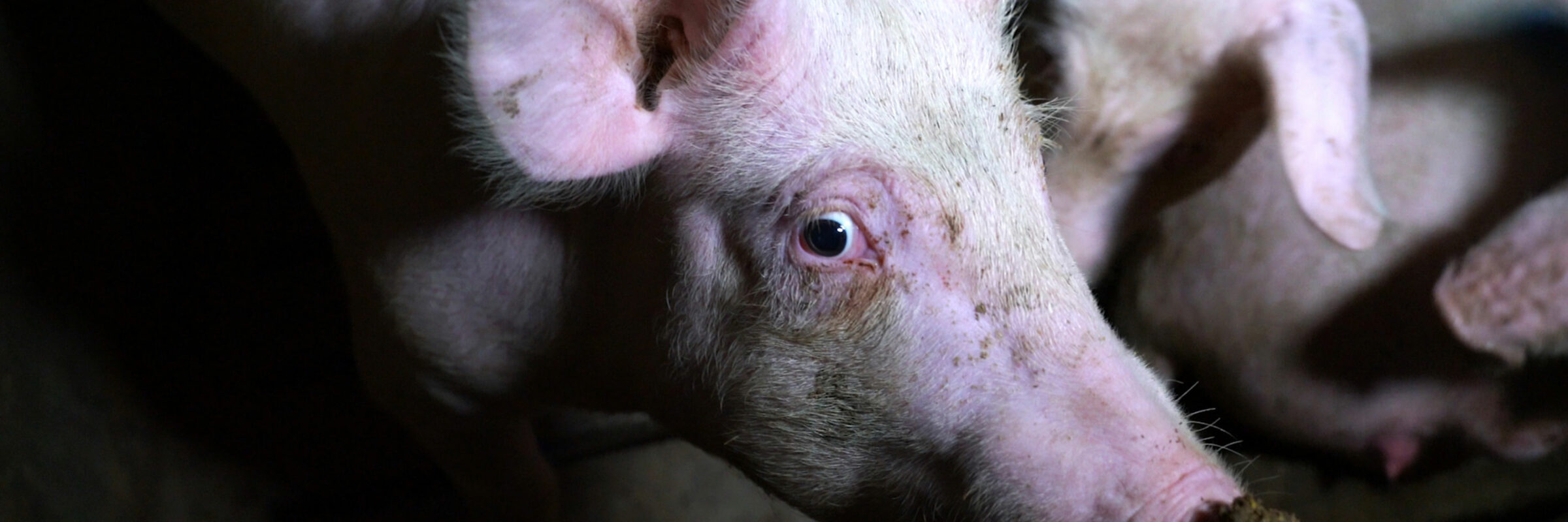 AL DESCUBIERTO: cerdos abandonados a morir de hambre y sed en granja de ...