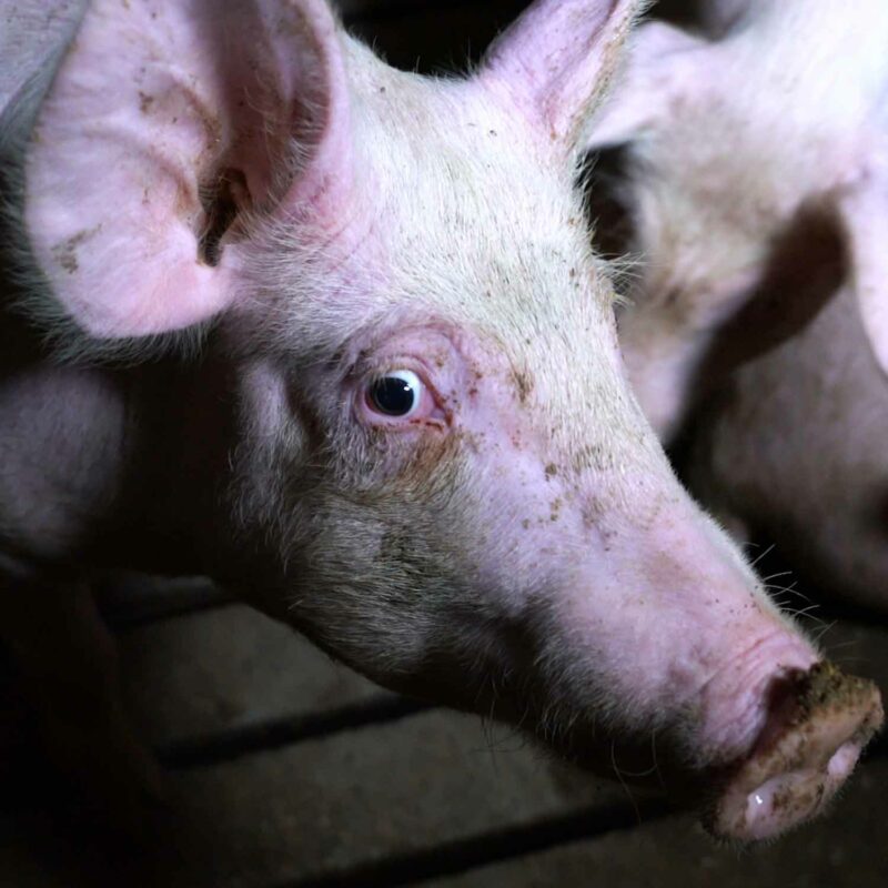 AL DESCUBIERTO: cerdos abandonados a morir de hambre y sed en granja de ...