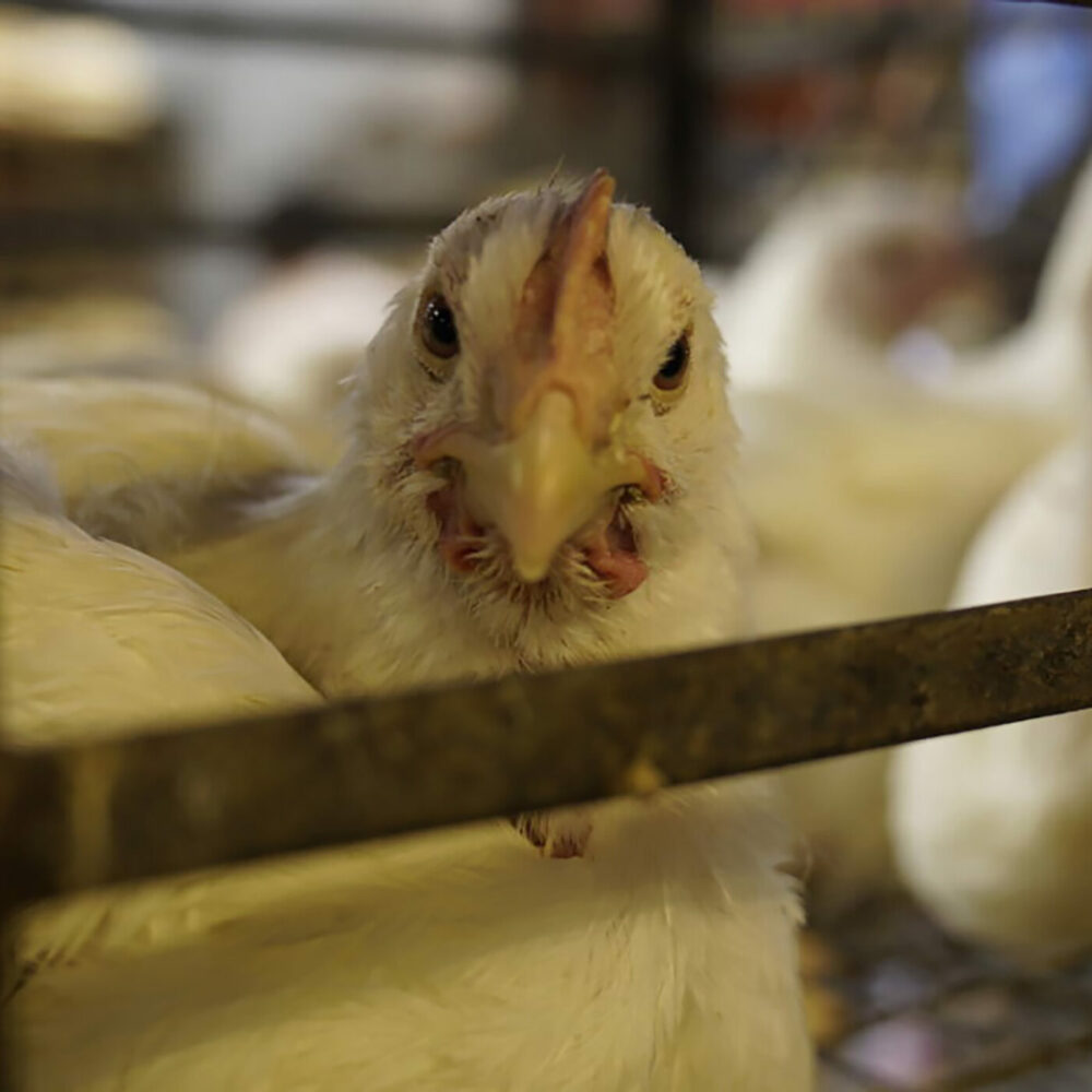 Archives: Investigaciones | Igualdad Animal México