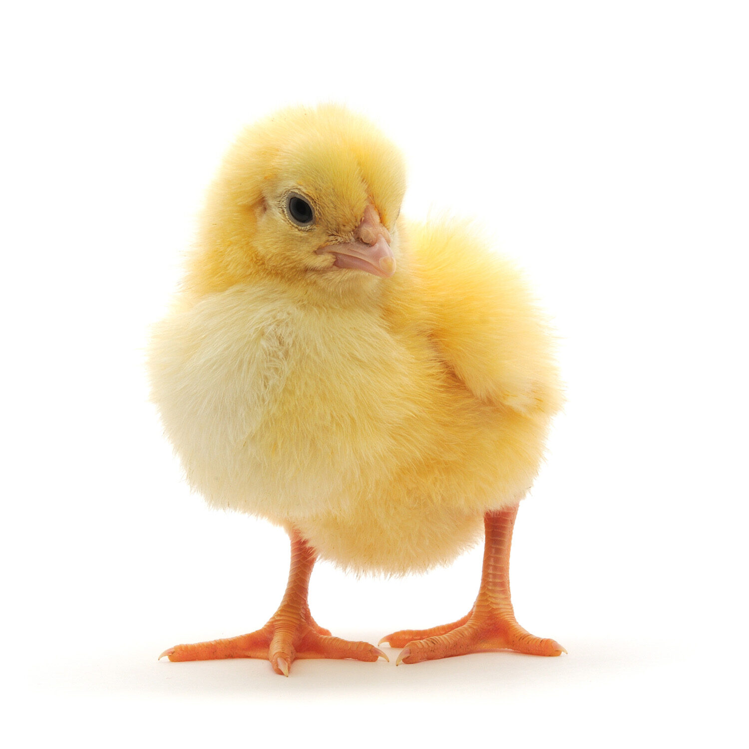 Igualdad Animal se suma a iniciativa para prohibir la matanza de ...