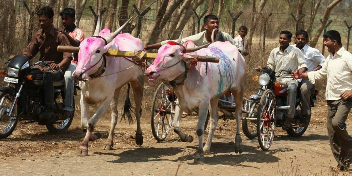 INDIA: AVANCES A PASOS AGIGANTADOS | Igualdad Animal México