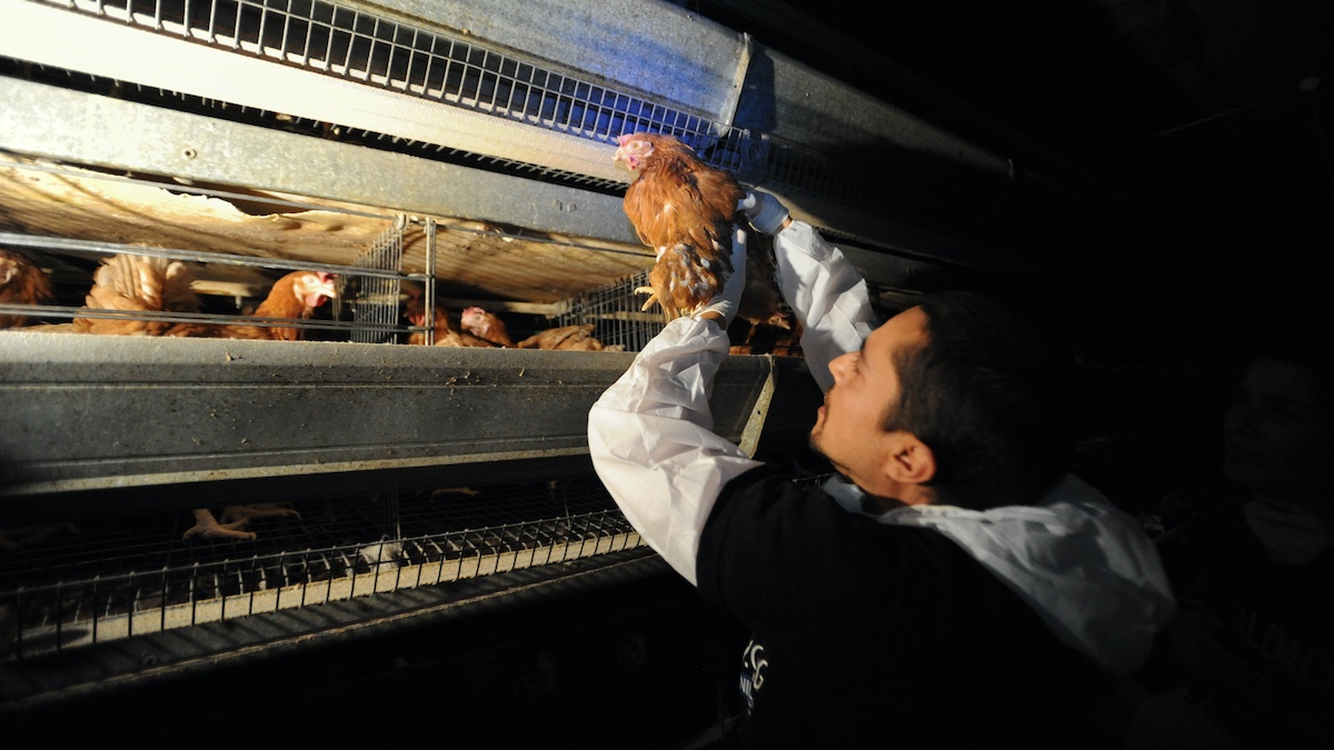 15 acciones y protestas impactantes por los animales