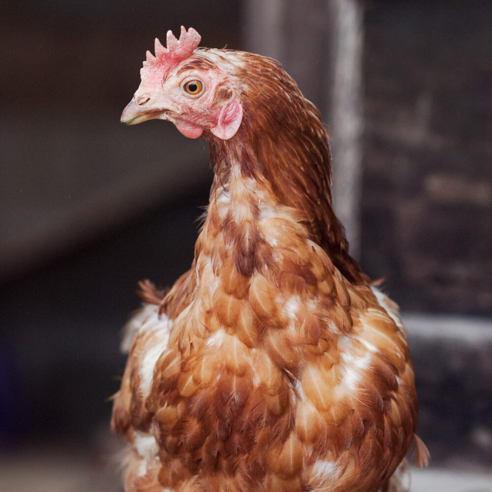 Antares Pastelería anuncia su compromiso para sumarse al movimiento 100 ...