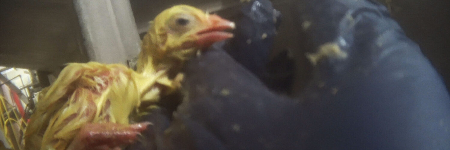 NUEVA INVESTIGACIÓN: Pollitos aplastados, ahogados y mutilados en ...