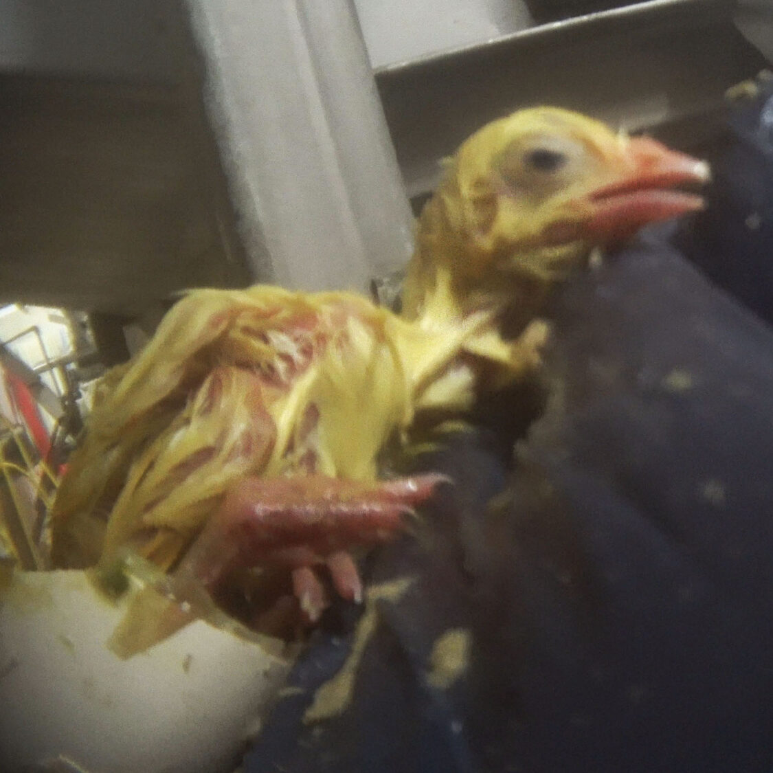 NUEVA INVESTIGACIÓN: Pollitos aplastados, ahogados y mutilados en ...