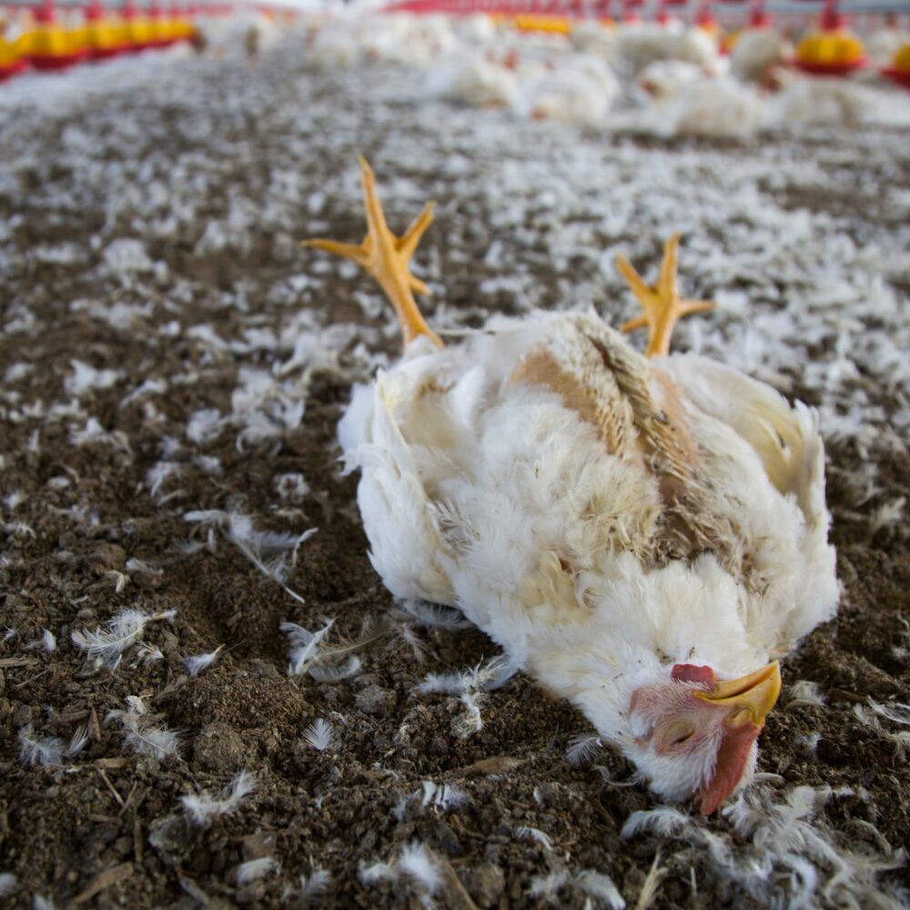 Carne de pollo verde: ¡¿Qué es esto?! | Igualdad Animal México