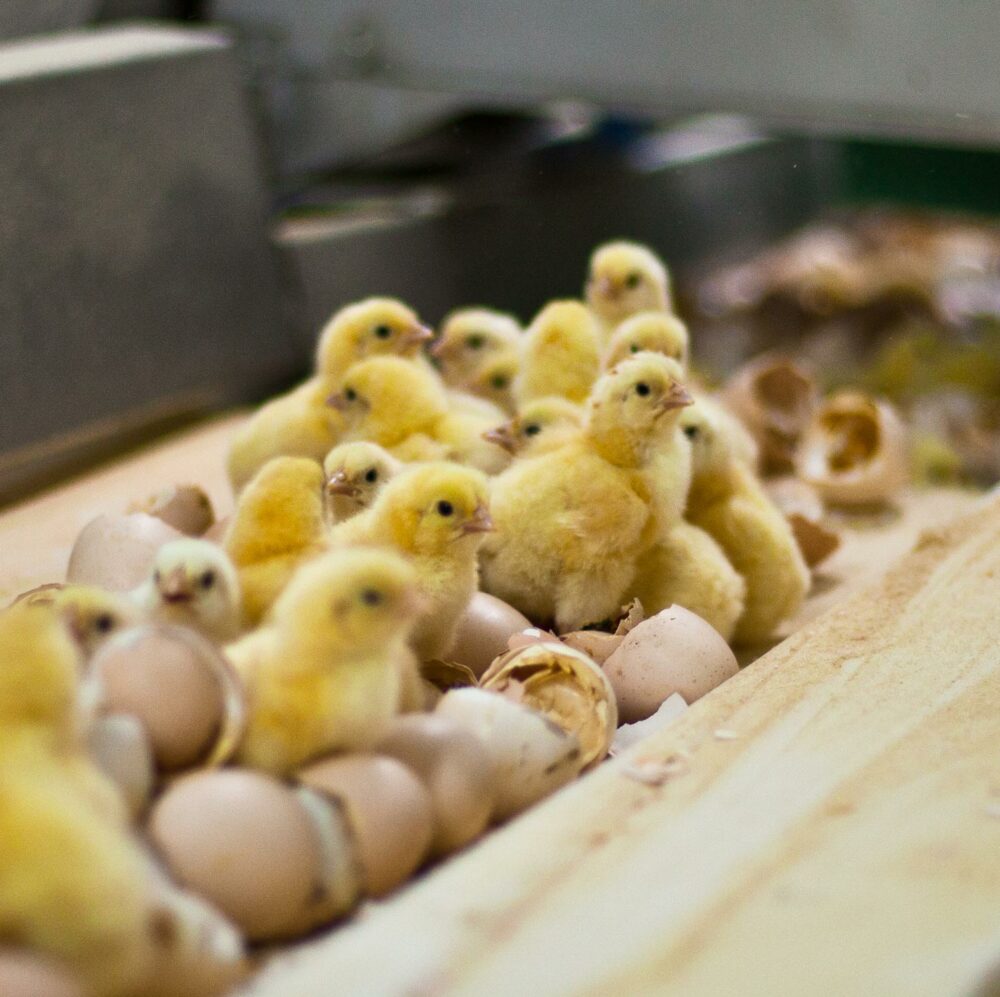 CDMX considerará la operación de los rastros clandestinos como delito ...