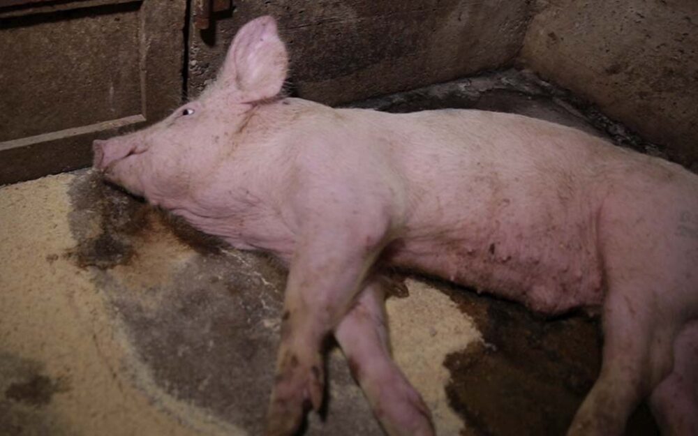 La verdad de la carne de cerdo italiana DOP