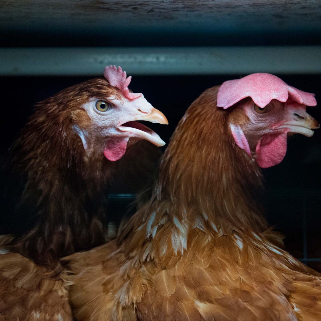 NUEVA INVESTIGACIÓN: Pollitos aplastados, ahogados y mutilados en ...