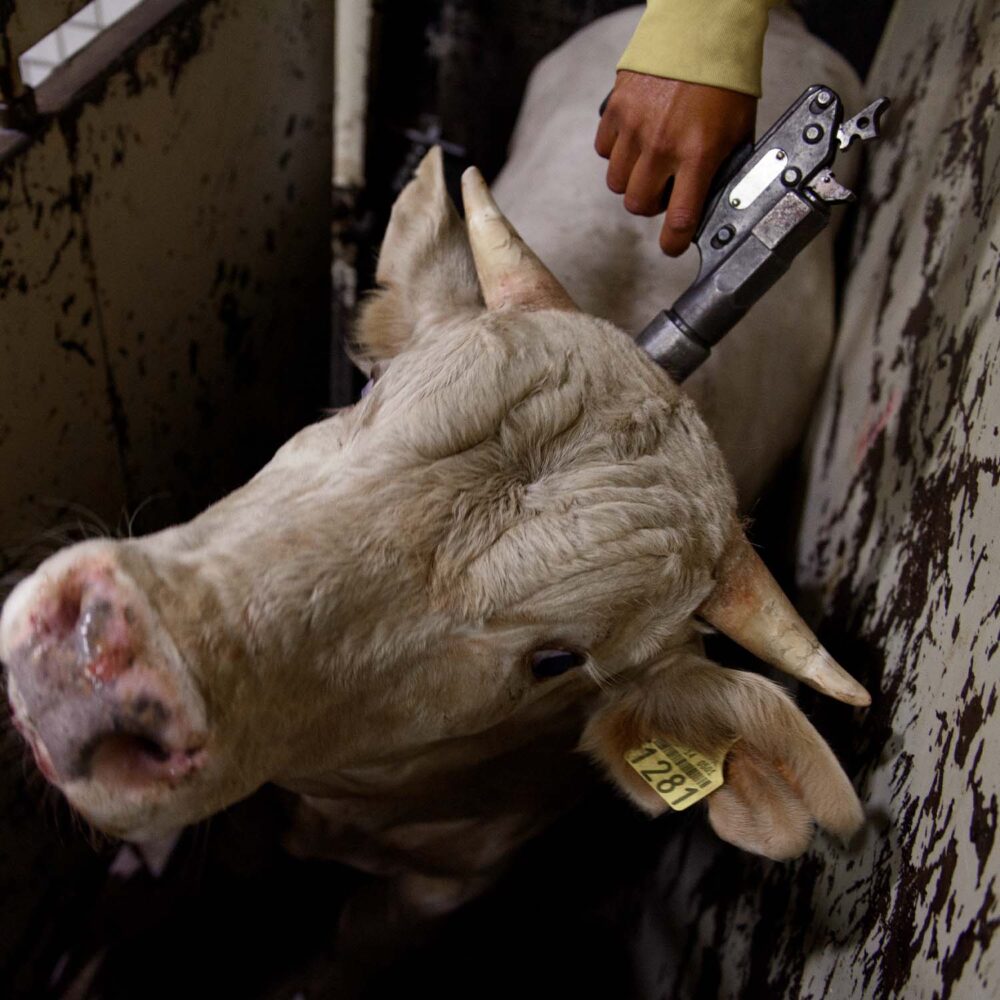 Norma en México: Protección legal en matanza animal