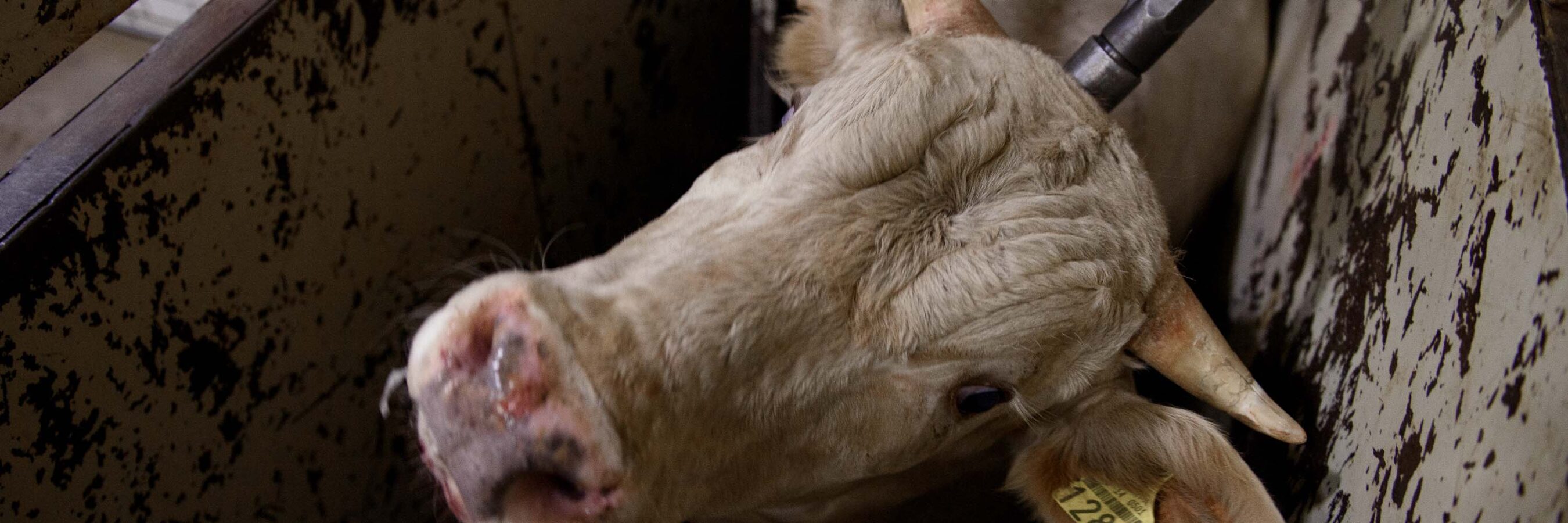 Norma en México: Protección legal en matanza animal