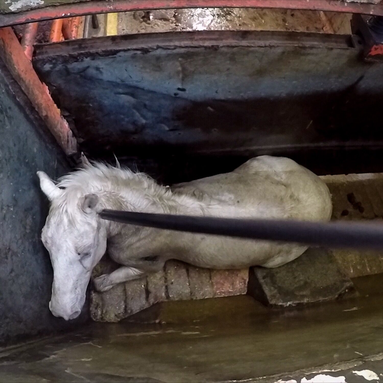 Se presenta iniciativa para sancionar la crueldad animal en Chiapas