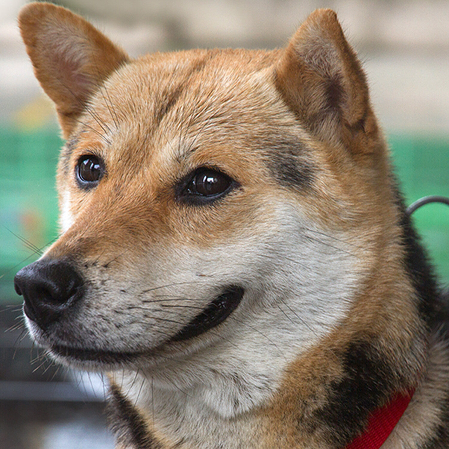 Vita: la historia que inspira a poner fin al festival de Yulin