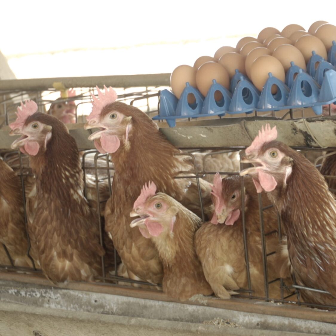Xuxa y Junno hablan sobre la vida de las gallinas en jaulas