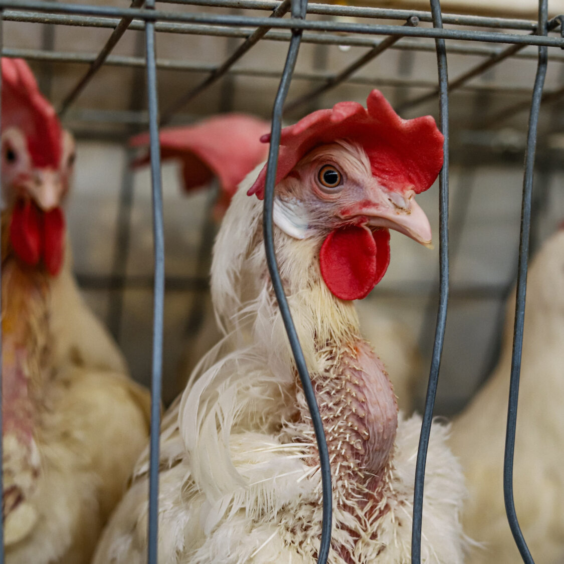 Campañas | Igualdad Animal México | Igualdad Animal México