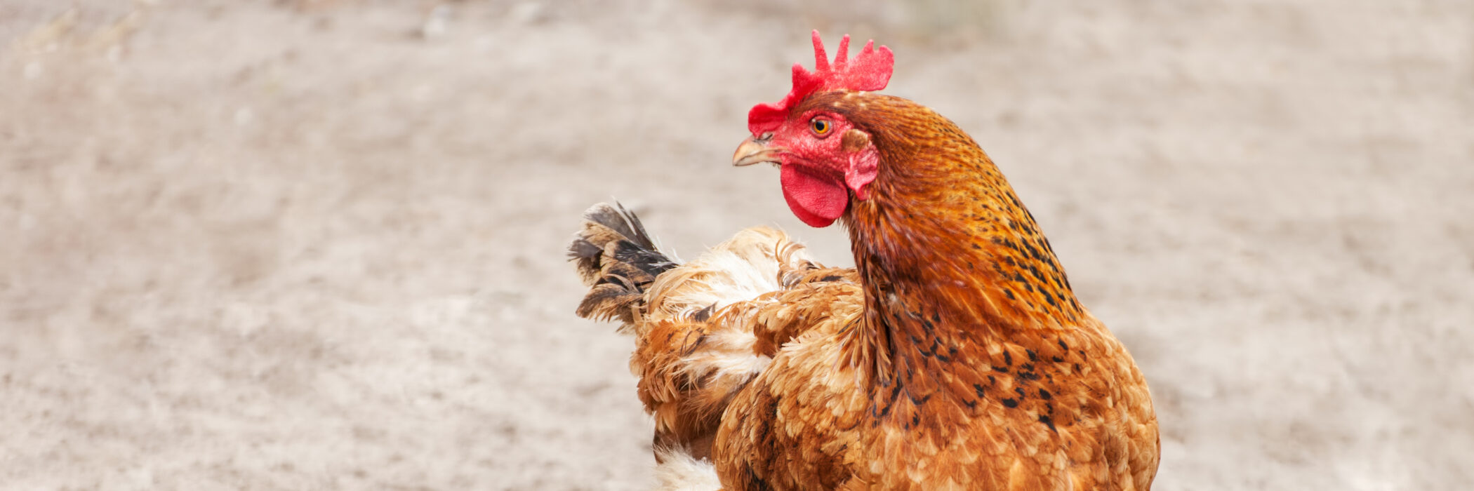 ¿En qué se parecen un perro y una gallina?