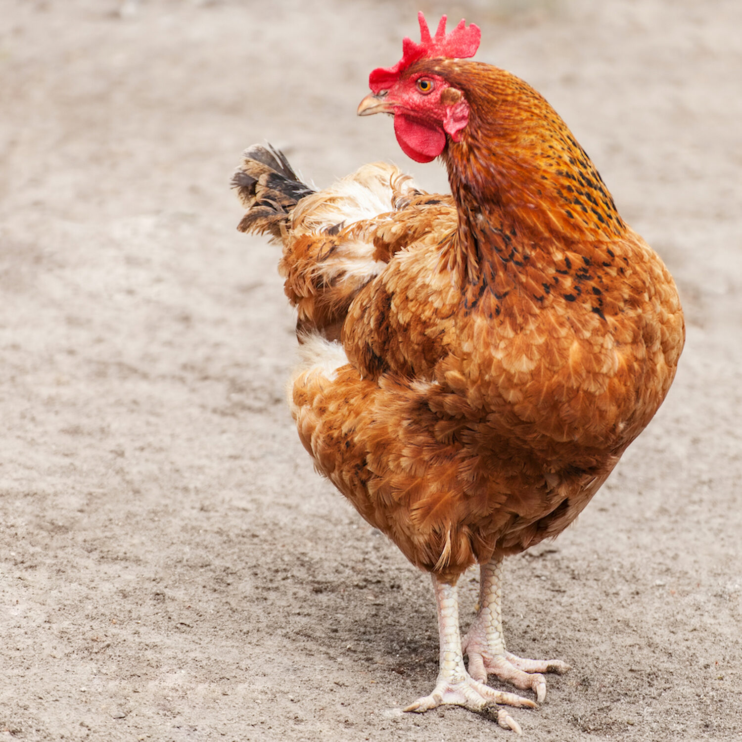 ¿En qué se parecen un perro y una gallina?